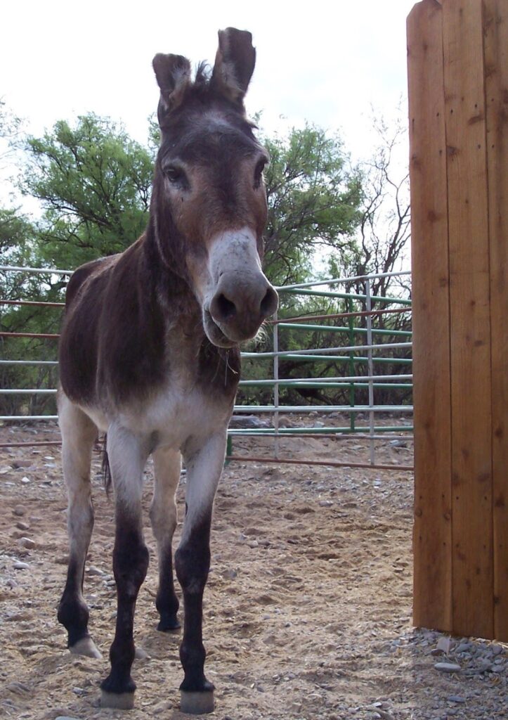 Gallery – Forever Home Donkey Rescue