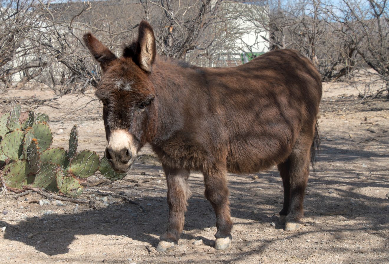 Forever Home Donkey Rescue – A Non-Profit Organization for Donkey's ...