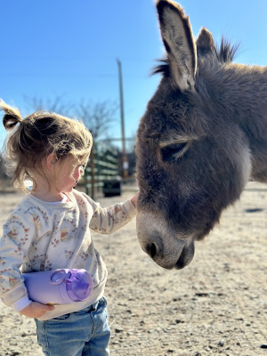 Gallery – Forever Home Donkey Rescue